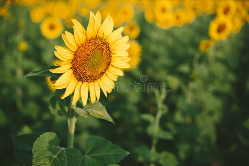 Sunflower field stock image. Image of blue, culture, beautiful - 97398319