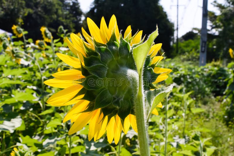 Sunflower Field on the Back Side Stock Photo - Image of clear, circle ...