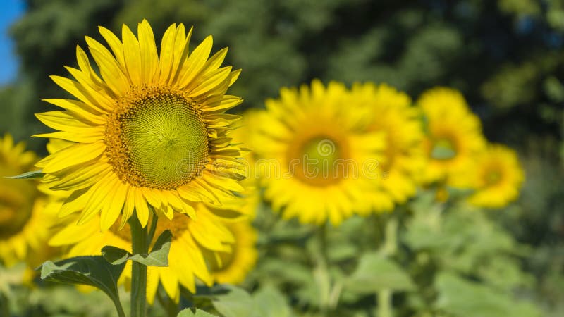 Sunflower Field Background with Selective Focus. Sun Day Stock Image ...