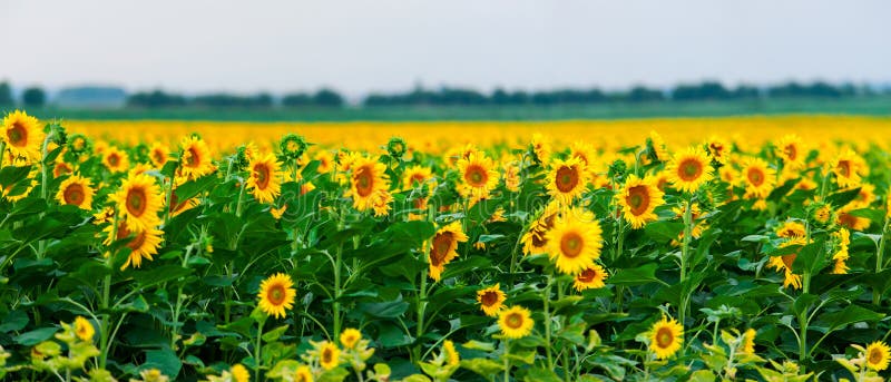 Sunflower field stock image. Image of beautiful, cloud - 90569219