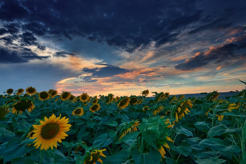 Sunflower Field in a Beautiful Sunset, Sunlight and Clouds Stock Photo ...