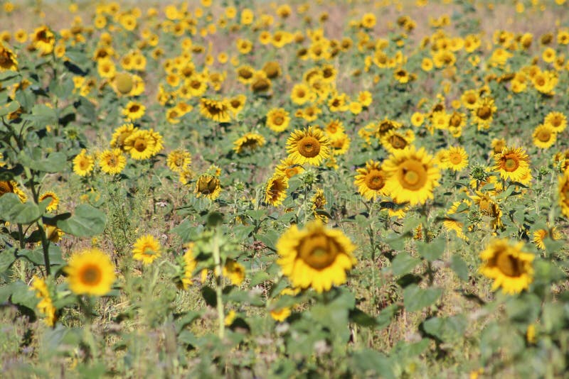 Sunflower Field in Bloom on a Sunny Day Stock Image - Image of bright ...
