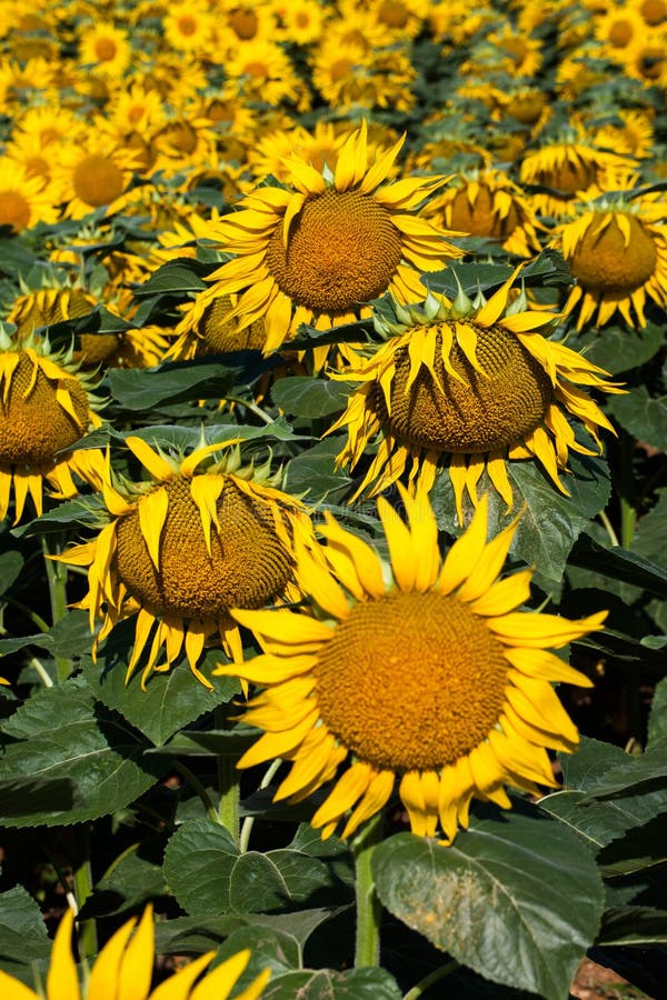 Field Full of Sunflowers, Vertical Stock Image - Image of yellow ...