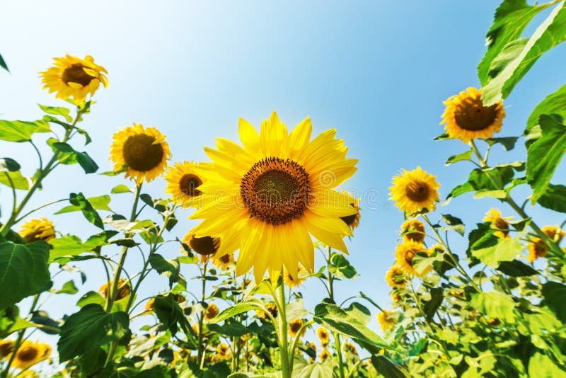 Sunflower on field stock image. Image of agriculture - 57725869