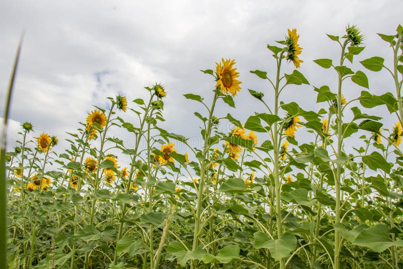 341 Sunflower Bottom Background Stock Photos - Free & Royalty-Free ...