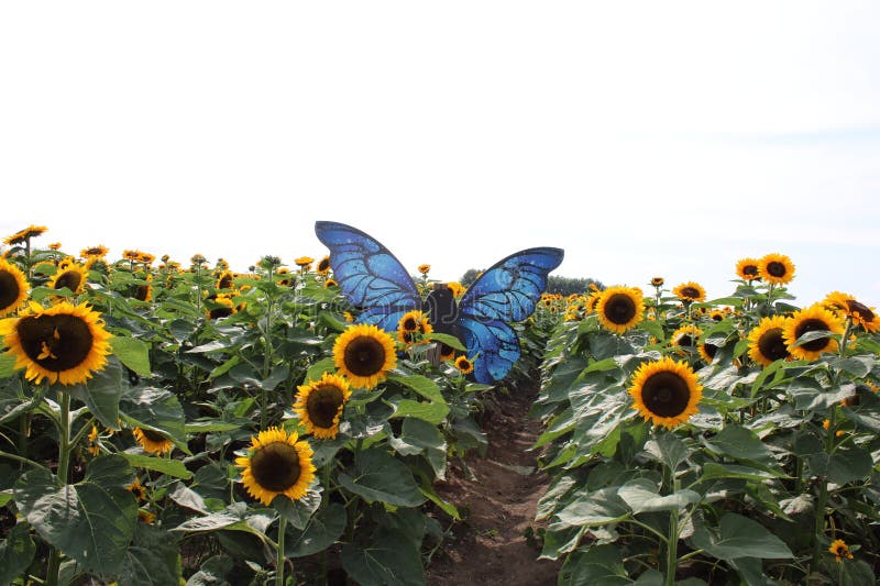 Sunflower field stock image. Image of butterfly, sunflower - 333045619