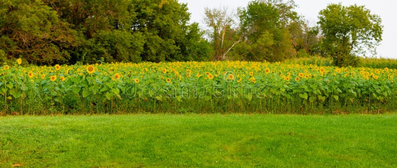 Sunflower Field in Central Wisconsin in Early September Stock Photo ...