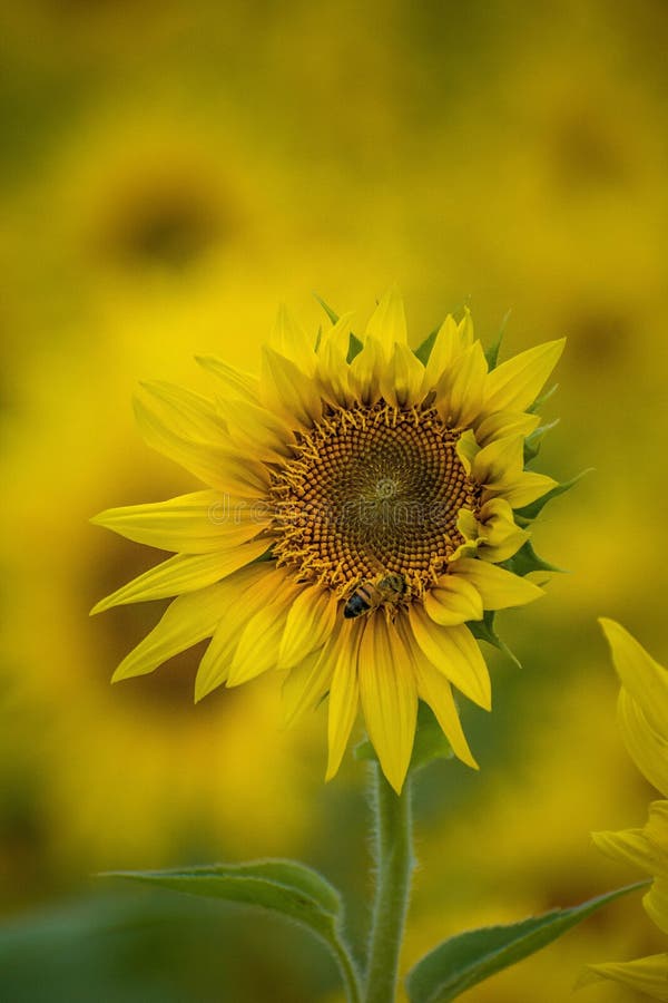Sunflower in the Field, Close-up, Vertical Stock Photo - Image of ...