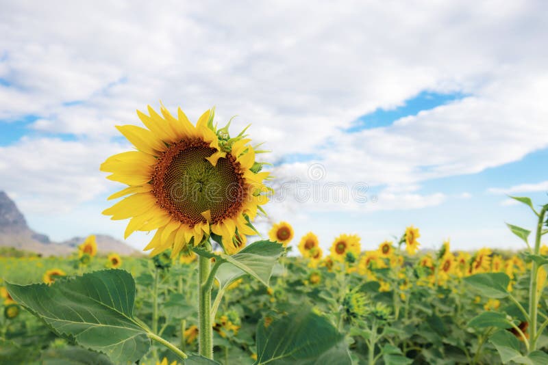 Sunflower in Field with the Cloud Stock Image - Image of beautiful ...