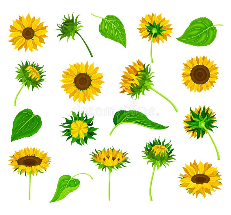 Sunflower Field Crop with Stem and Leaf Vector Set Stock Vector ...