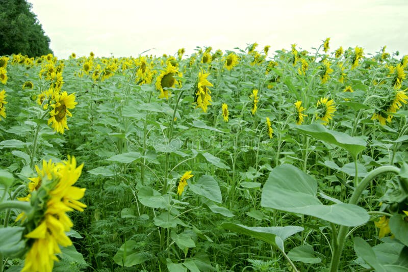 Sunflower on the Sunflower Field at the Day Time Stock Image - Image of ...