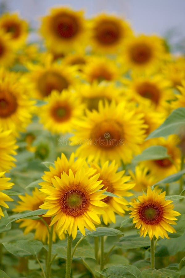 Sunflower Field Details and Bokeh Effect Stock Image - Image of garden ...
