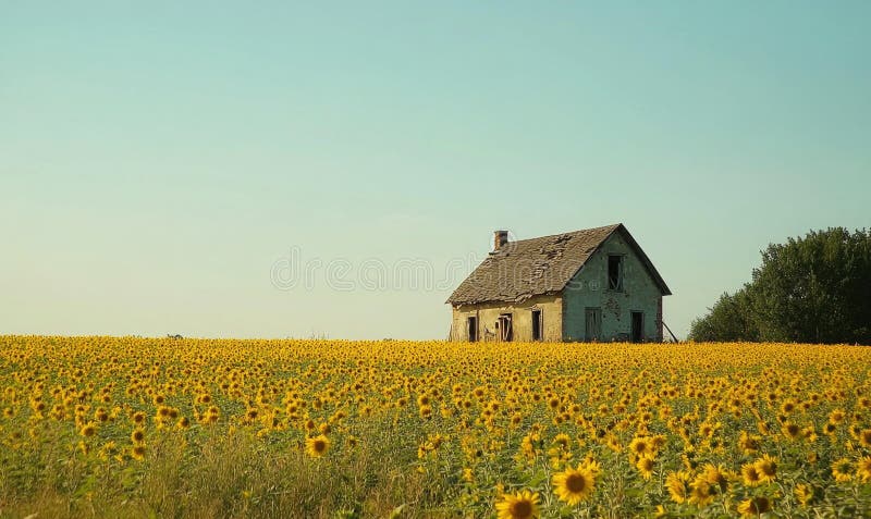 Sunflower Field with Distant Farmhouse Stock Image - Image of ...