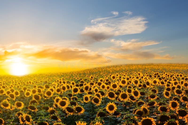 Sunflower Field at the Dramatic Sunset Stock Image - Image of ripe ...