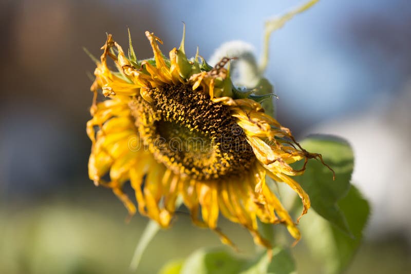 692 Faded Sunflower Stock Photos - Free & Royalty-Free Stock Photos ...