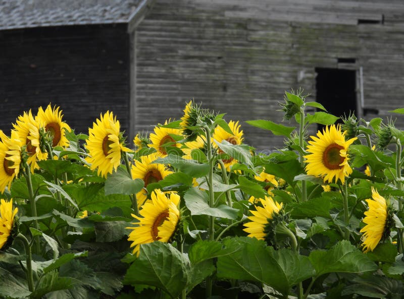 Sunflower Field Flowers with Weathered Barn in the Fingerlakes NYS ...