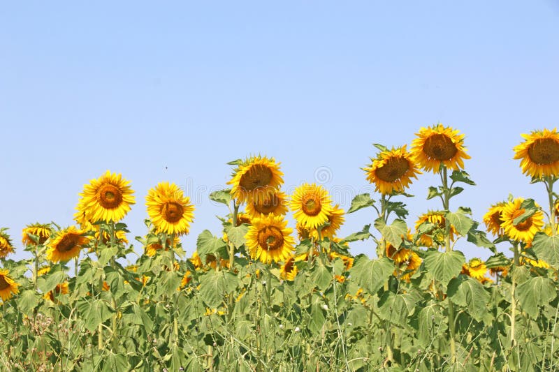 Sunflower Field in Bulgaria in Summer Stock Photo - Image of bulgaria ...