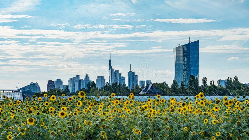 Sunflower Field with the Frankfurt Skyline in the Background. Stock ...