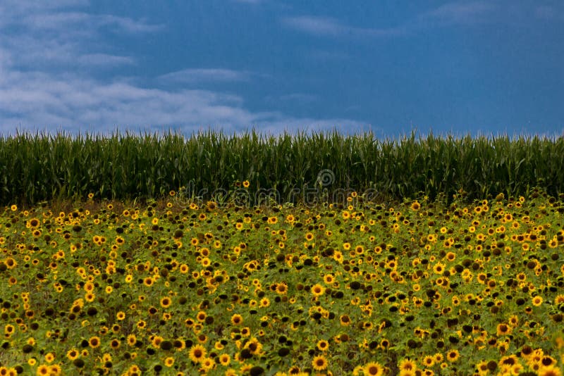 Sunflower Field in Front of a Corn Field with Clouds in the Sky Stock ...