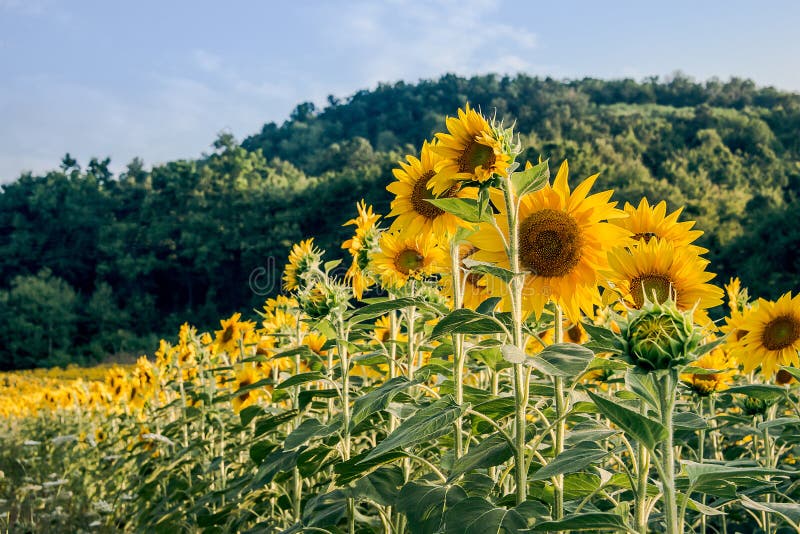 Sunflower Field in Front of a Fresh Green Forest. Stock Image - Image ...