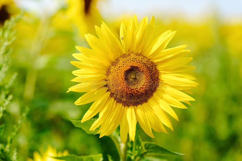 Sunflower field stock image. Image of leaf, ripe, country - 88781917