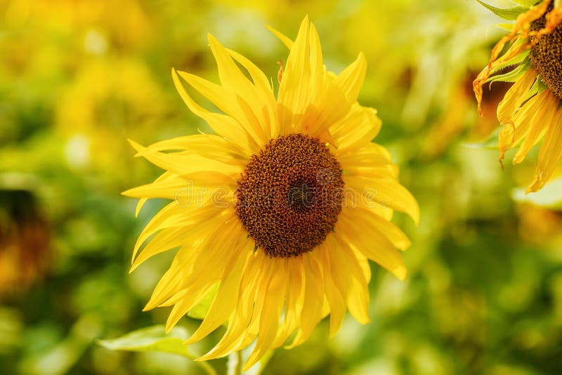 Sunflower field stock photo. Image of food, countryside - 88781946