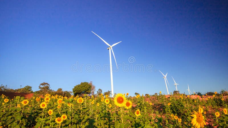 The Sunflower Field Has a Windmill Behind it Stock Image - Image of ...