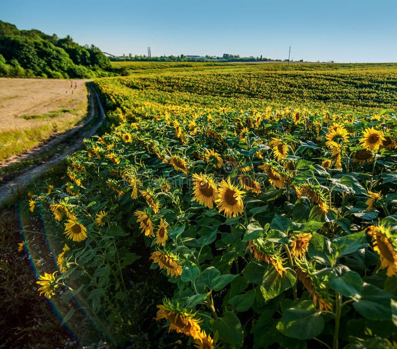 Sunflower Field, Hills from Above, Yellow Rows, Flashes of Light Stock ...