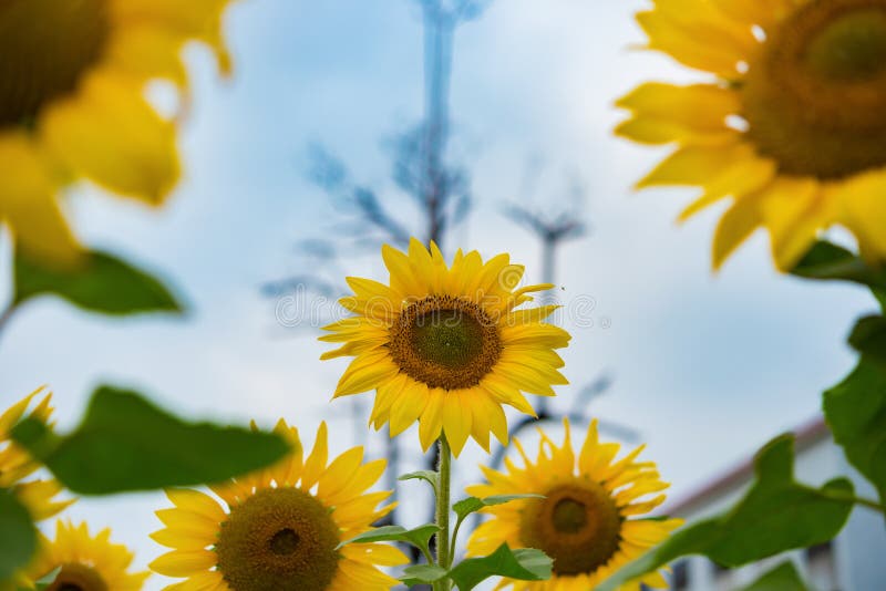 Sunflower Field Horizontal Composition Stock Photo - Image of flora ...