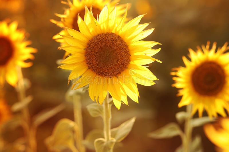Sunflower Field on a Hot Summer Sunny Day Stock Photo - Image of summer ...