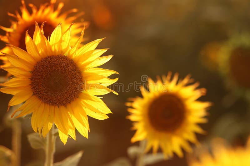 Sunflower Field on a Hot Summer Sunny Day Stock Image - Image of ...