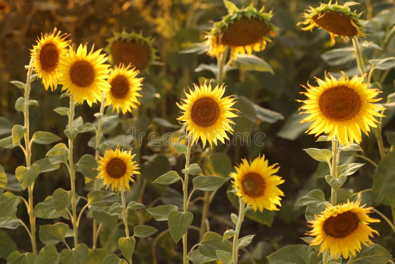 Sunflower Field on a Hot Summer Sunny Day Stock Photo - Image of bright ...
