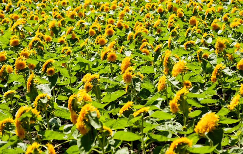 Sunflower field stock image. Image of beautiful, country - 63534227