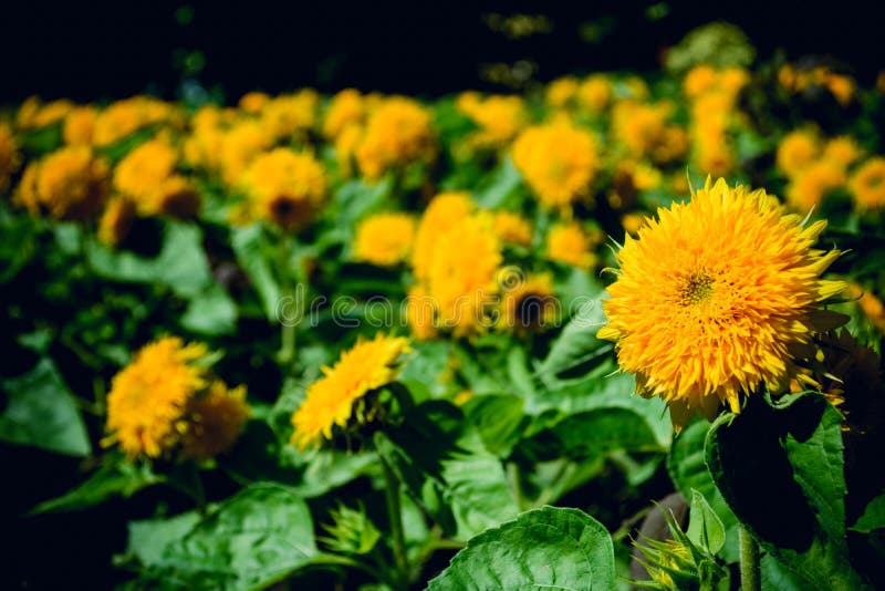 Sunflower field stock photo. Image of natural, petals - 63534294