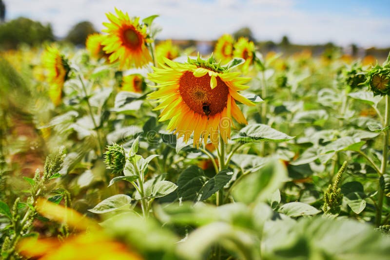 Sunflower Field on a Hot Sunny Summer Day Stock Photo - Image of green ...