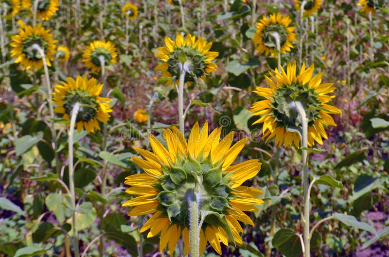 Sunflower Field Landscape. Back View Stock Image - Image of countryside ...