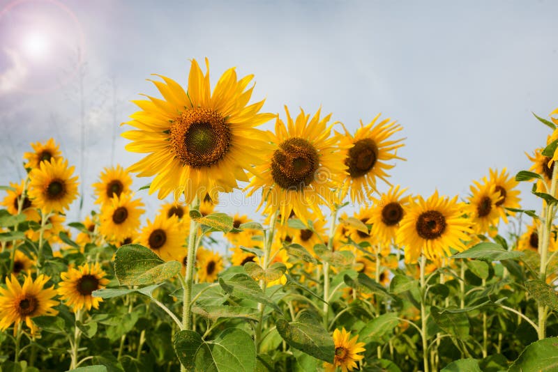 Sunflower Field Lens Flare Effec Stock Image - Image of flaer ...