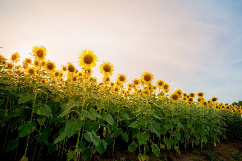 Sunflower Field Lens Flare Effec Stock Photo - Image of growth ...