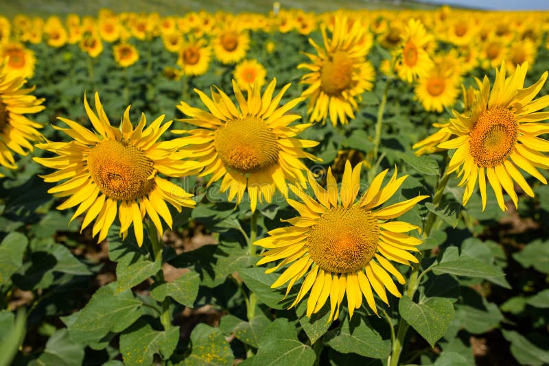 Sunflower Field. Many Yellow Sunflower in a Field Stock Photo - Image ...