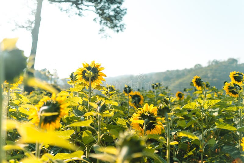 Sunflower Field in the Morning on the Mountain Stock Image - Image of ...