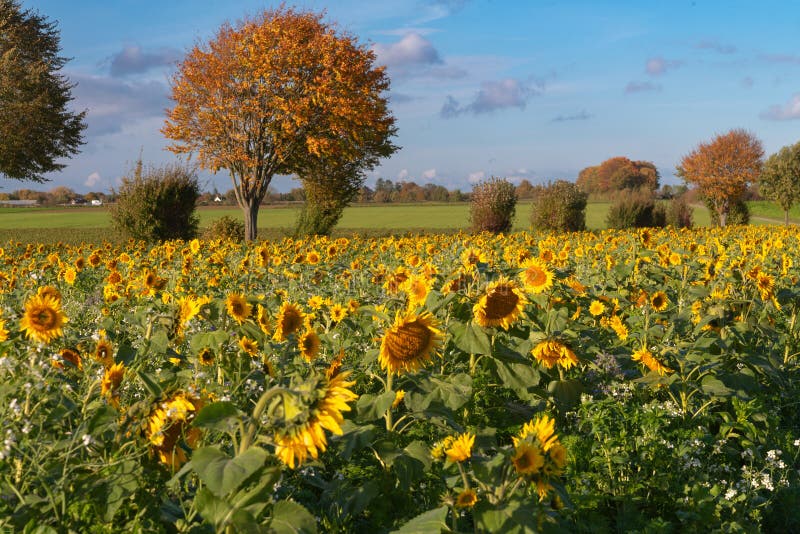 Sunflower field in October stock photo. Image of blossoms - 305917560