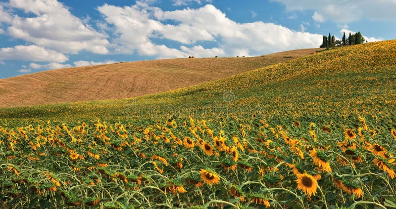 Sunflower field over hill. stock image. Image of yellow - 15916297