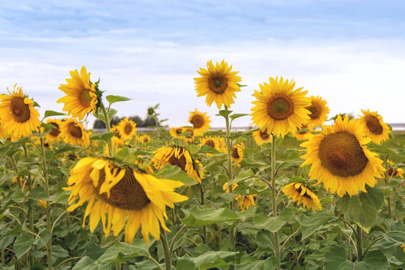 Sunflower Field at Overcast Summer Day Stock Image - Image of organic ...