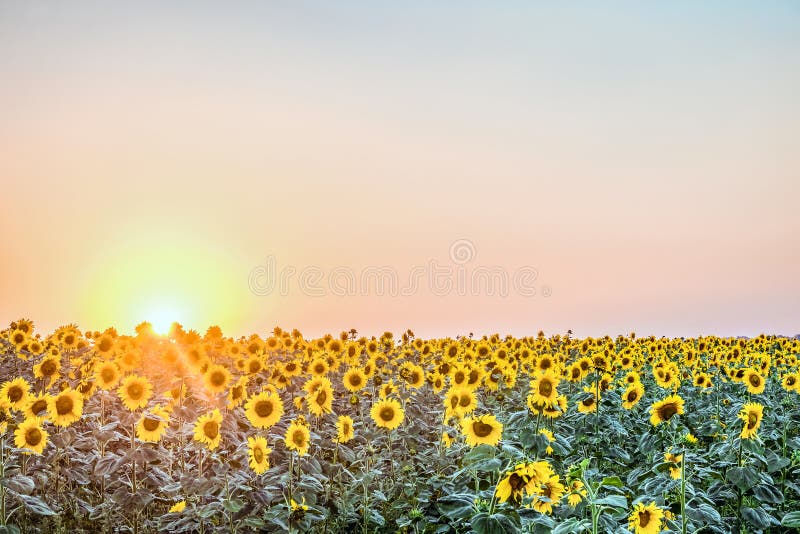 Sunflower Field in the Rays of Low Evening Sun Stock Photo - Image of ...