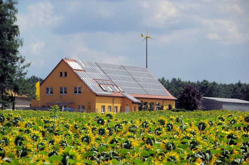 Sunflower Field and Solar Plant Stock Photo - Image of blue, detached ...