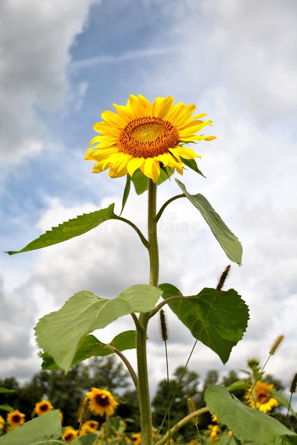 Sunflower Field stock photo. Image of flowers, garden - 61280228