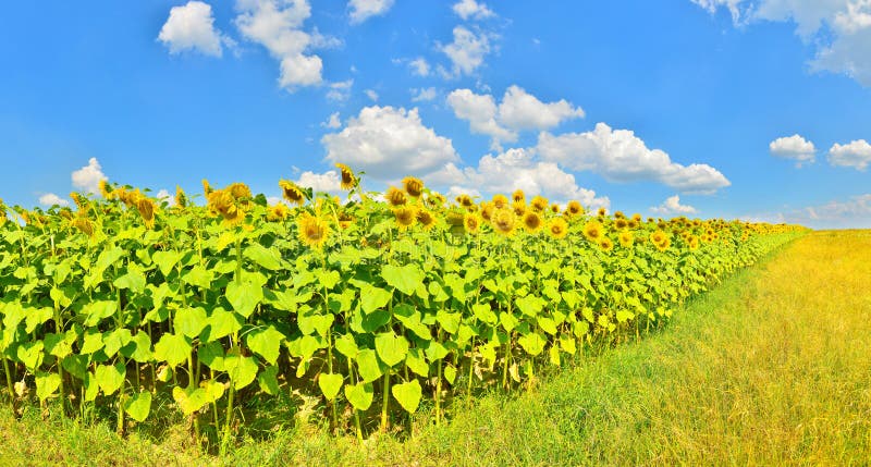 Sunflower field stock photo. Image of country, nature - 45250634