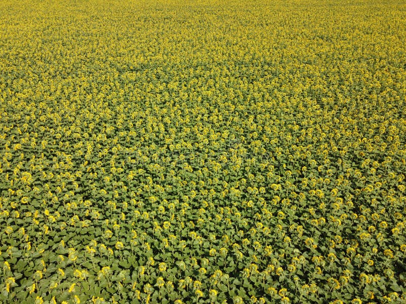 Sunflower Field, Top View. Sunflower Plants Bloom in a Farmer`s Field ...