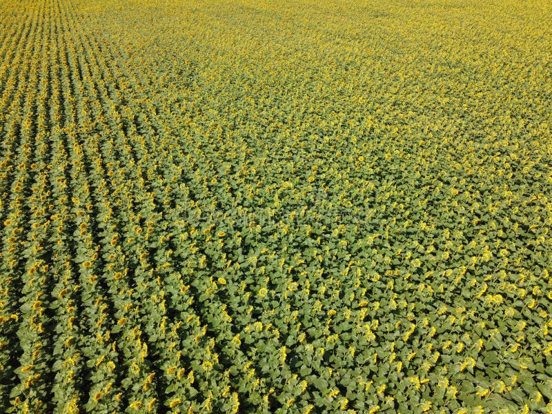 Sunflower Field, Top View. Sunflower Plants Bloom in a Farmer`s Field ...