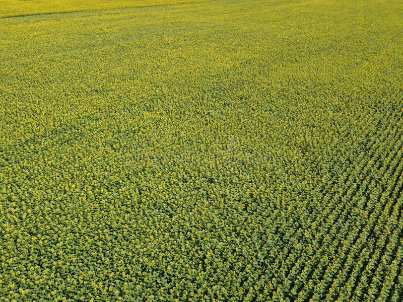 Sunflower Field, Top View. Sunflower Plants Bloom in a Farmer`s Field ...